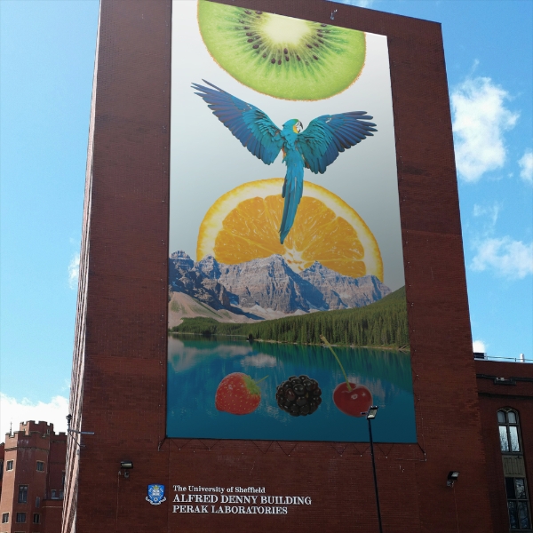Building Wraps | Large Format Building Wrap Printing